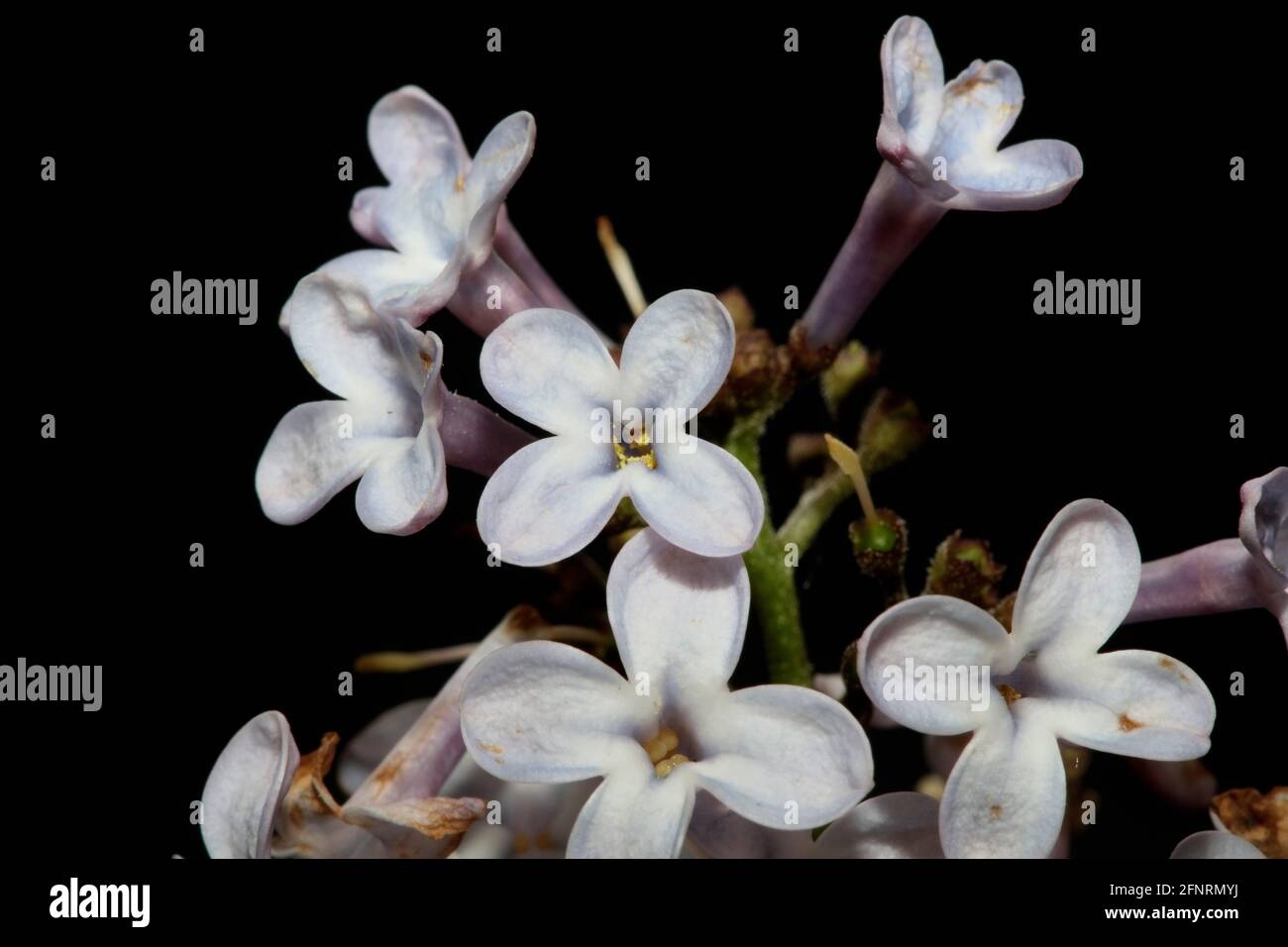Flower blossom close up background Syringa vulgaris family oleaceae ...