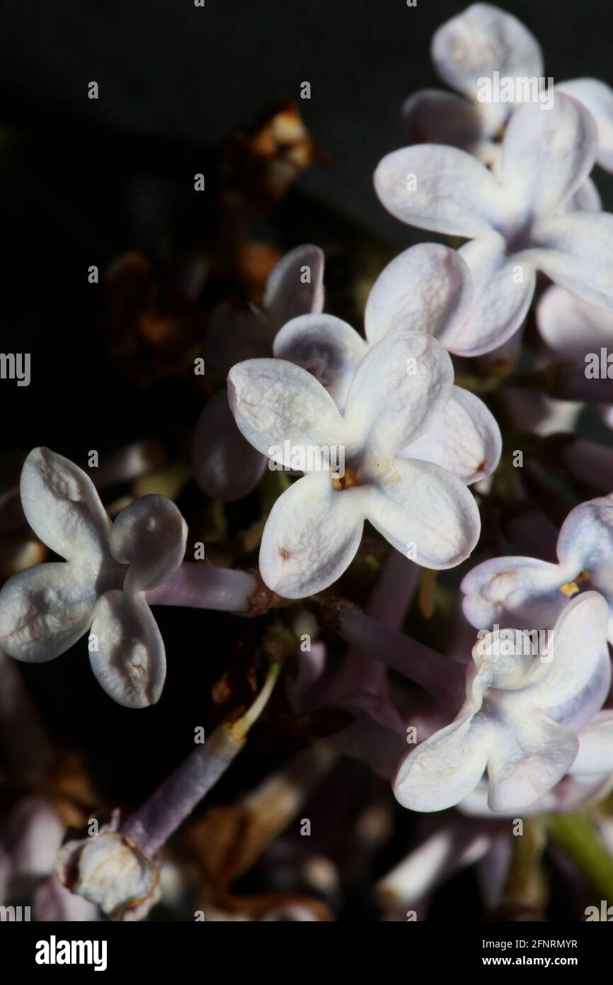 Flower blossom close up background Syringa vulgaris family oleaceae ...