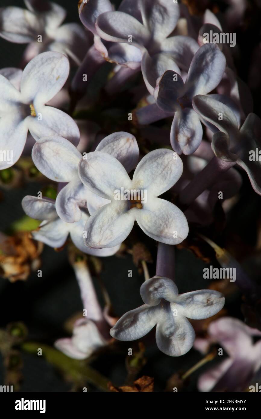 Flower blossom close up background Syringa vulgaris family oleaceae ...