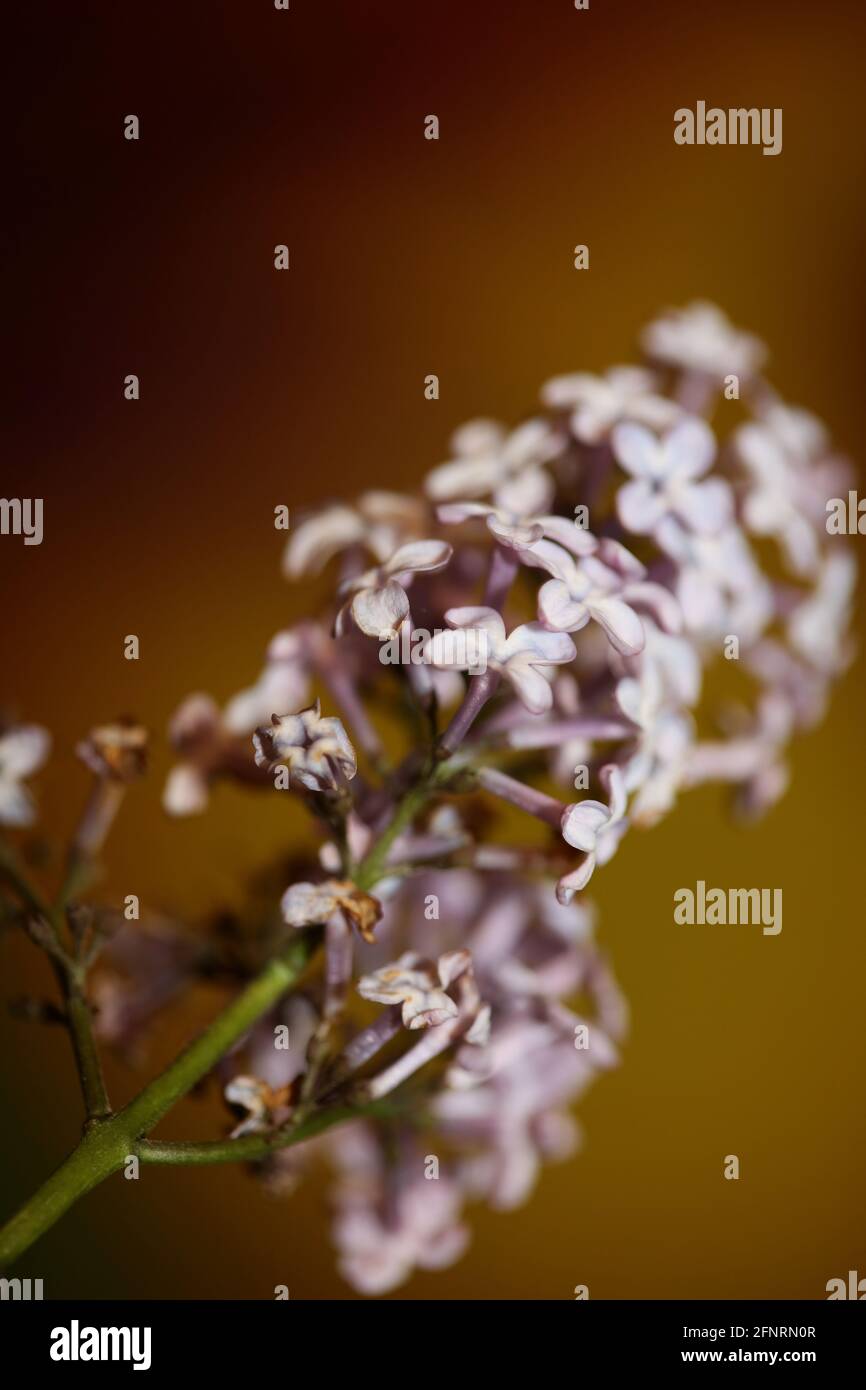 Flower blossom close up background Syringa vulgaris family oleaceae ...