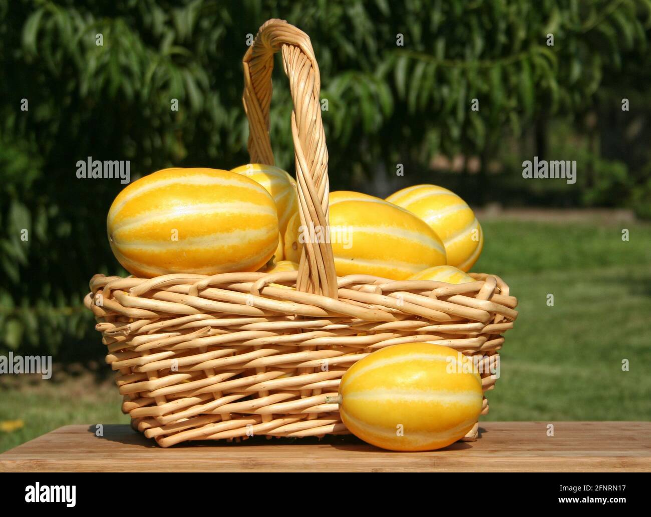 Summer Vegetable Harvest - Ginkaku Korean Melons - Cucumis melo var ...
