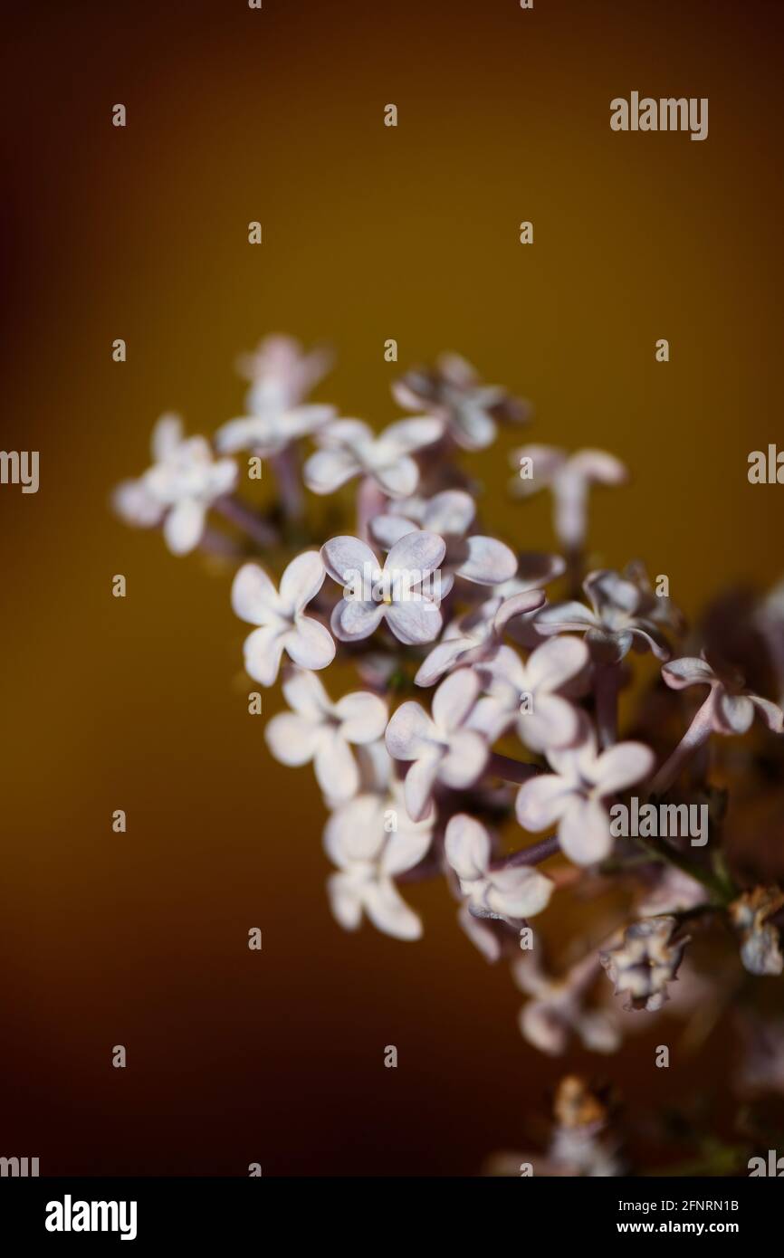 Flower blossom close up background Syringa vulgaris family oleaceae ...
