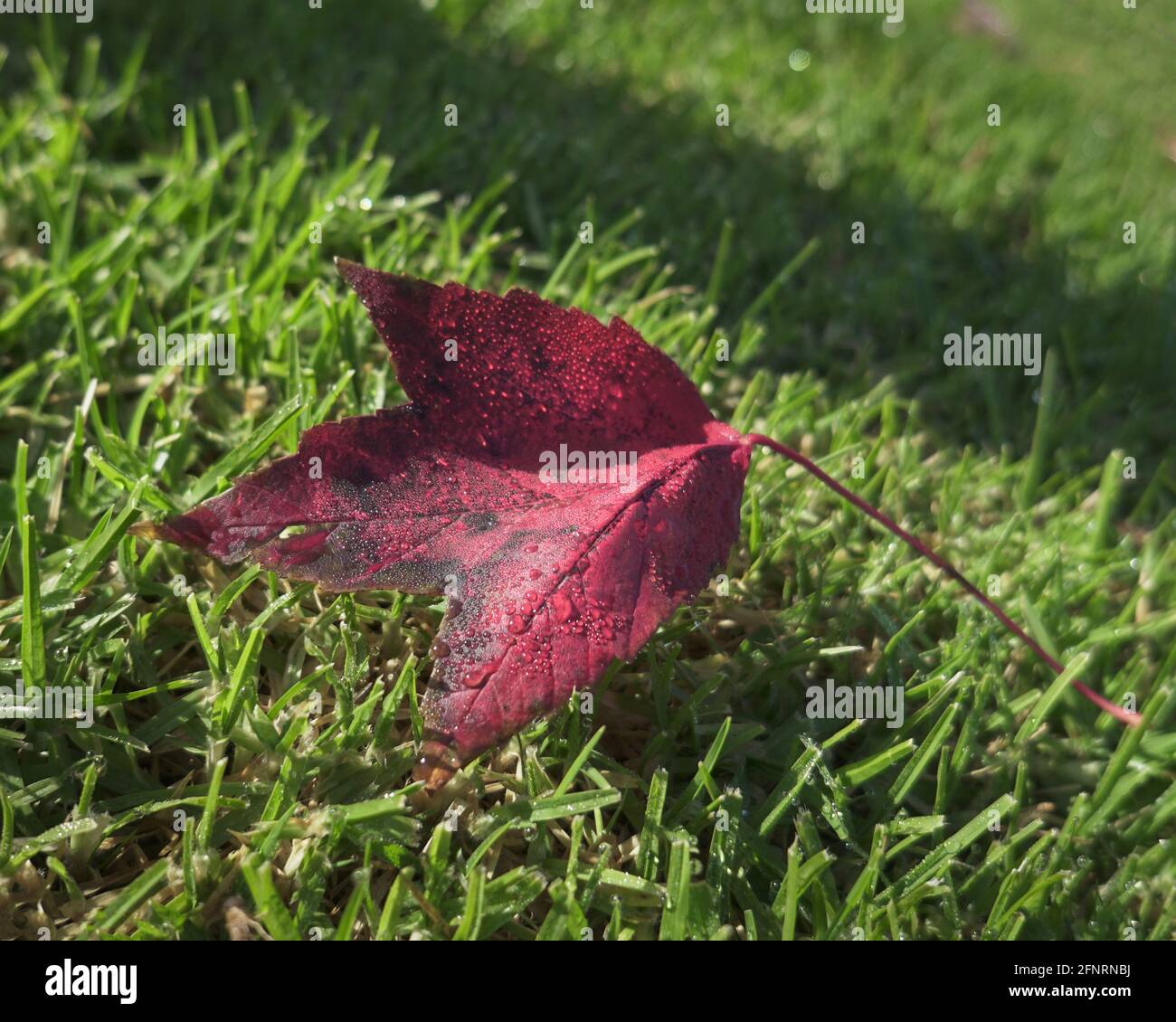 A dark red autumn leaf with morning dew sitting on the green grass ...