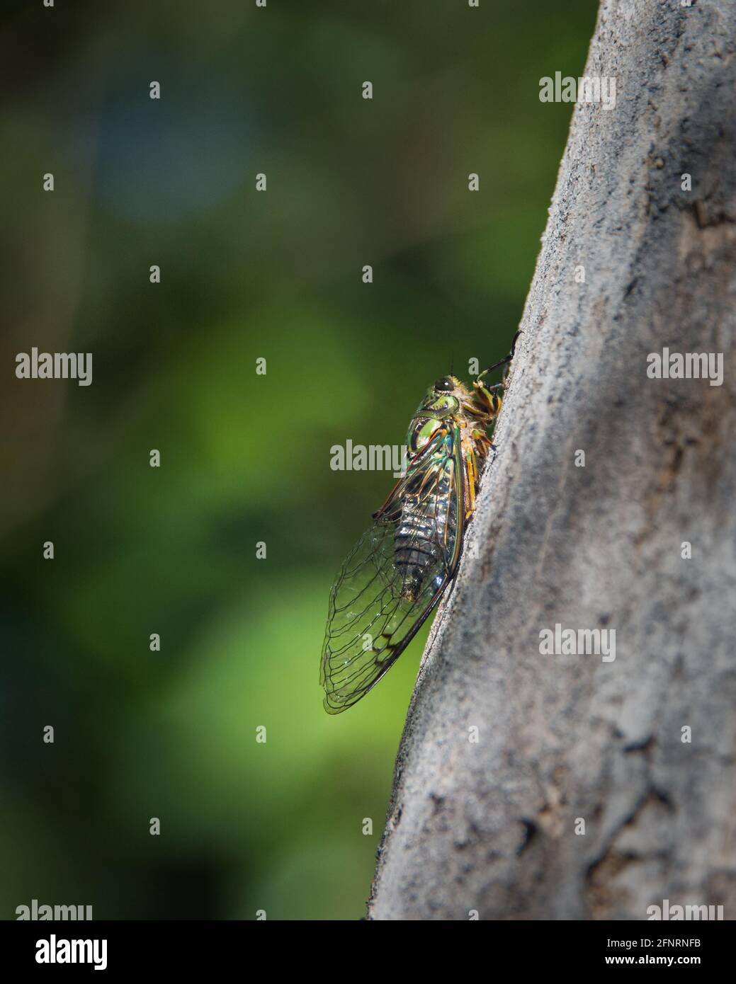 Common cicada species hi-res stock photography and images - Alamy