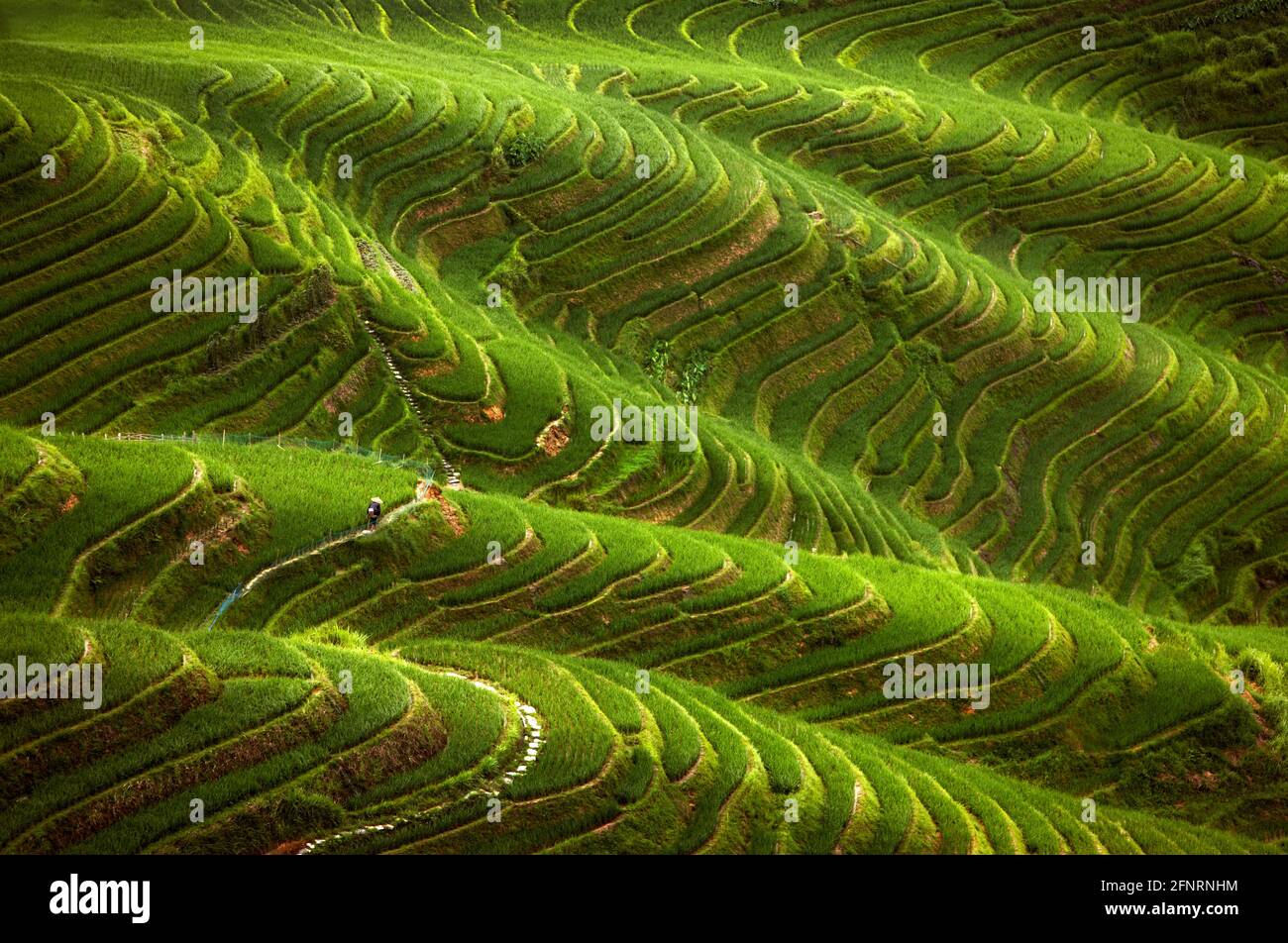 Pingan rice terrace hi-res stock photography and images - Alamy