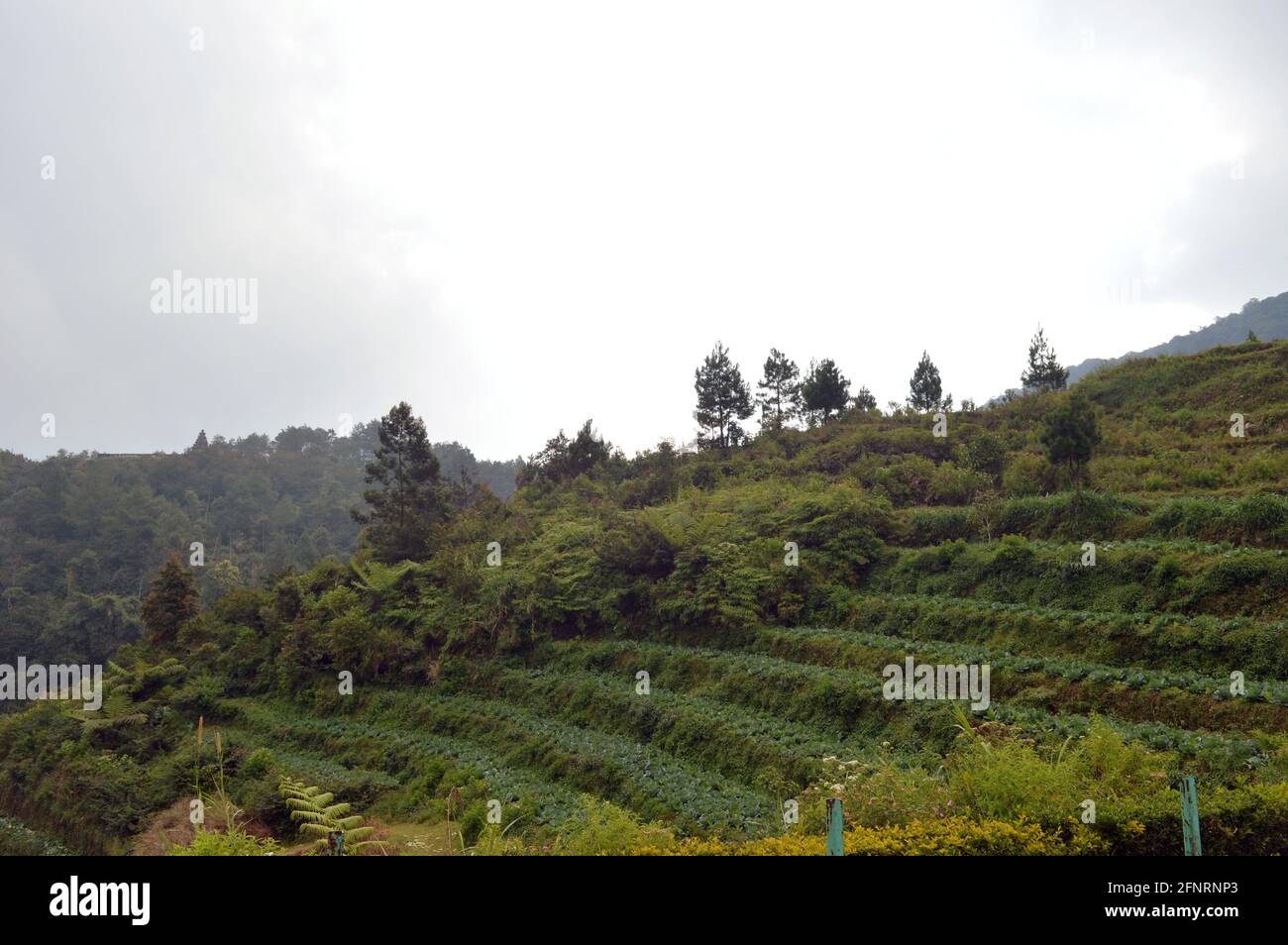 green and fresh mountain slopes photo Stock Photo - Alamy