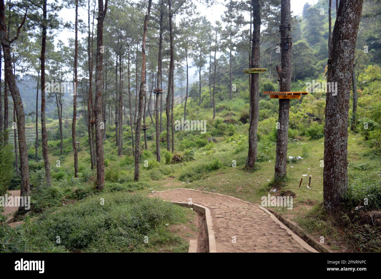 Pine tree outline christmas hi-res stock photography and images - Alamy