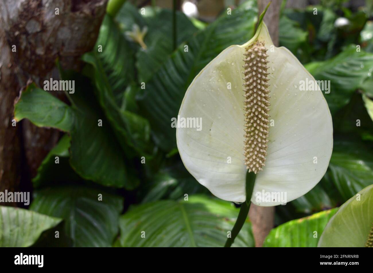 beautiful white flowers in a garden photo Stock Photo - Alamy