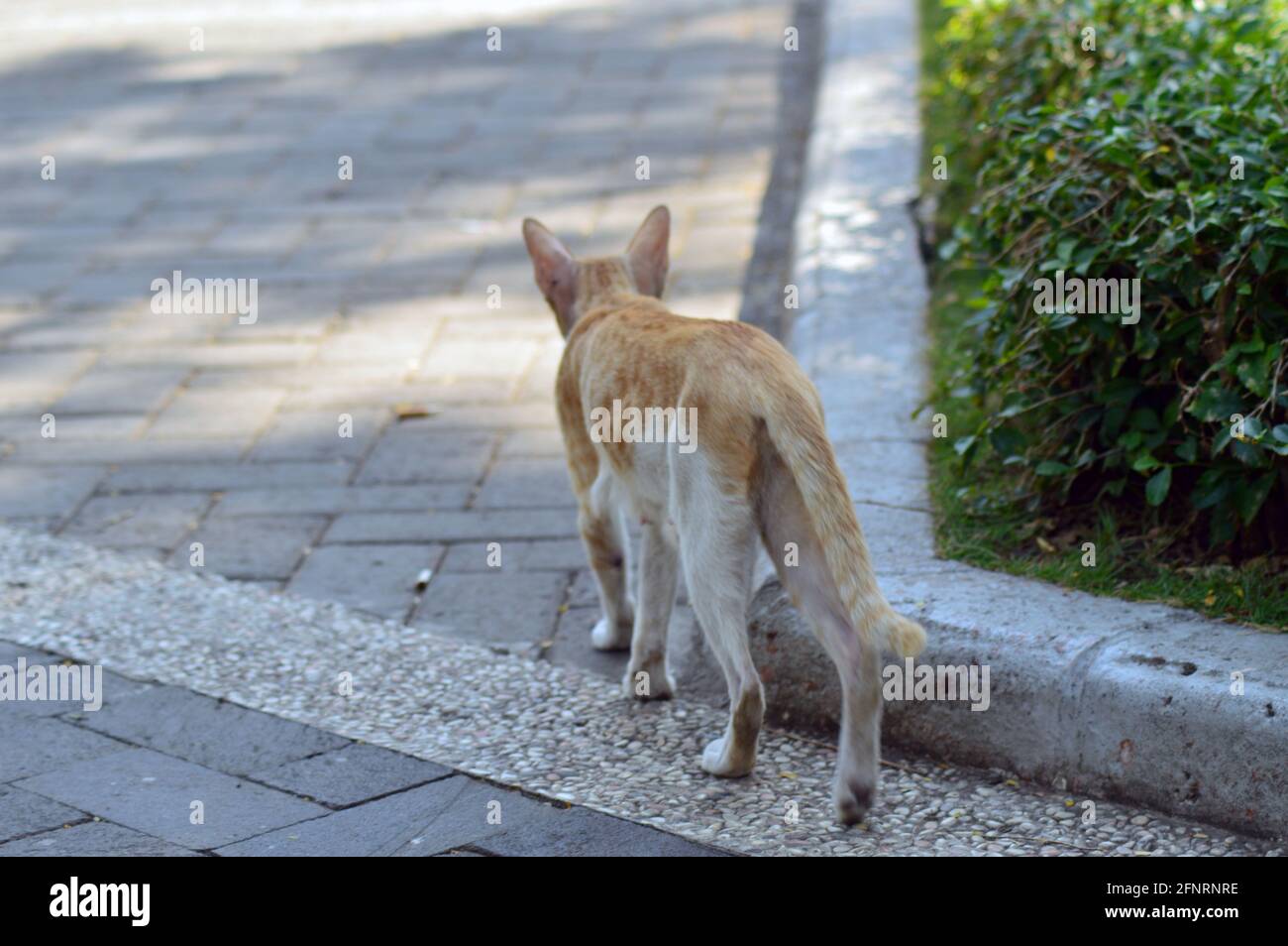 Orange cat walking isolated domestic hi-res stock photography and ...