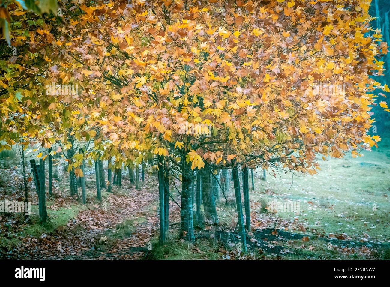 Grove of plane trees in autumn color lining a path covered with leaf ...