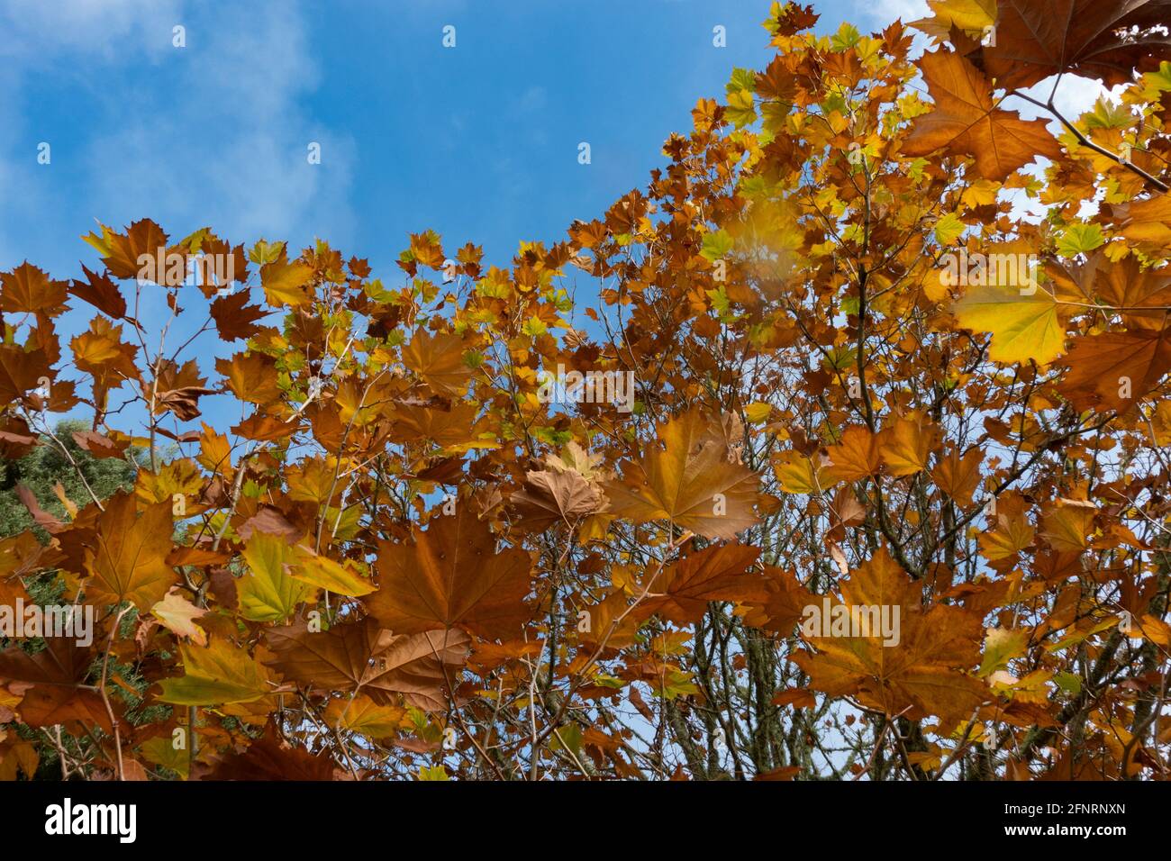 Autumn trees in rotorua park hi-res stock photography and images - Alamy