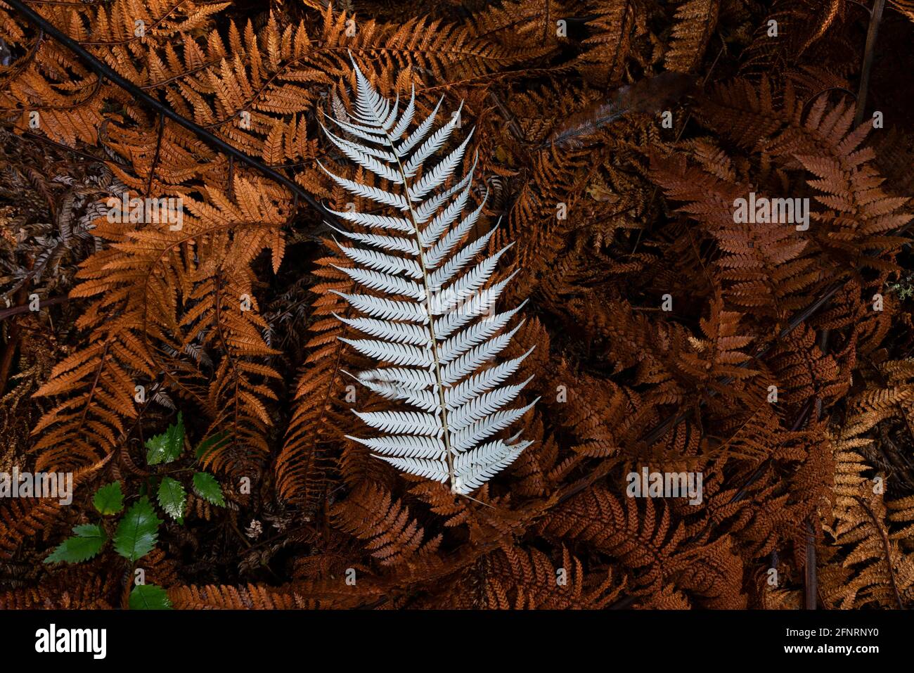 New Zealand national emblem the silver fern on forest floor of dry ...