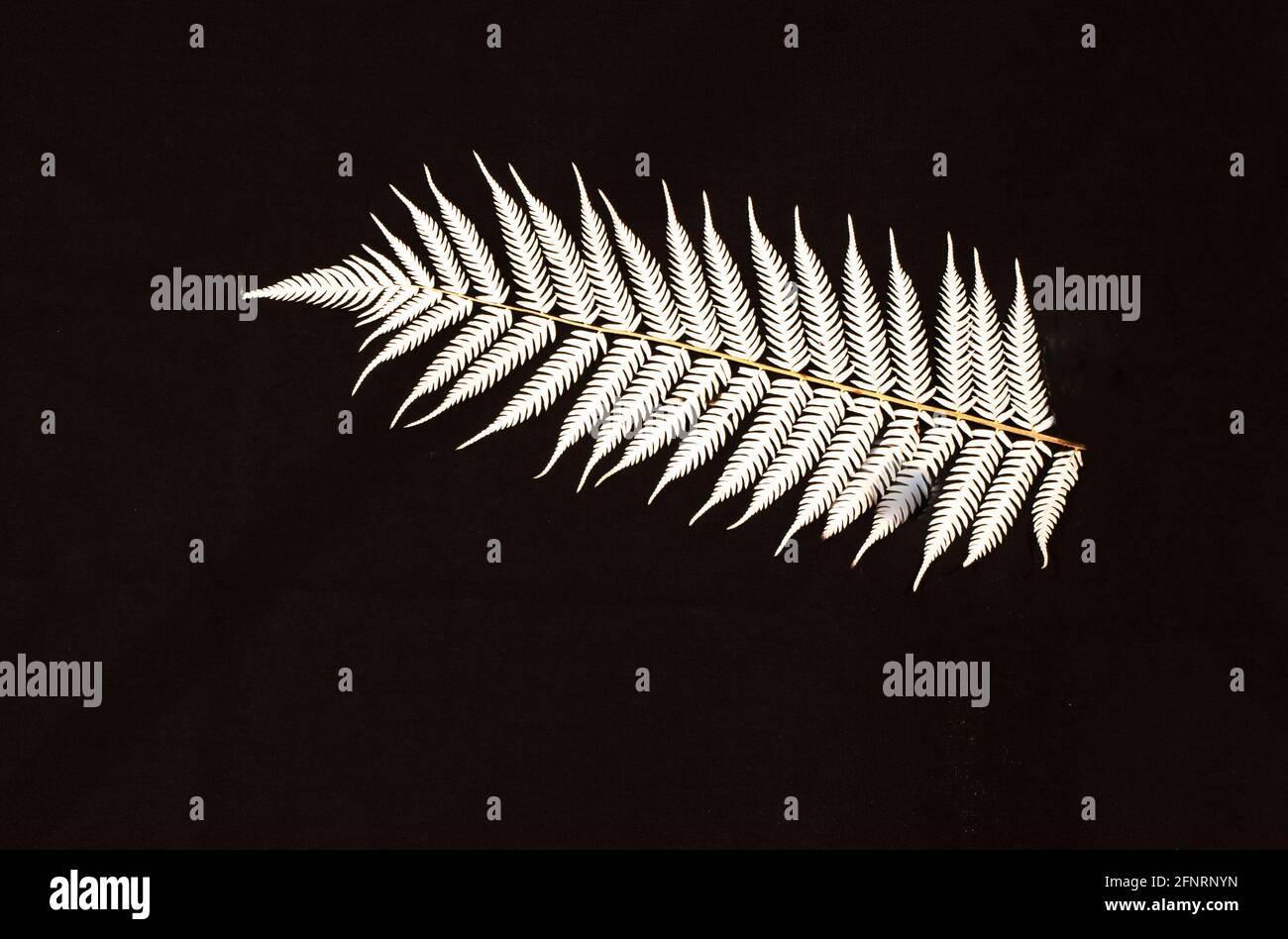 New Zealand national emblem the sliver fern, isolated on black ...