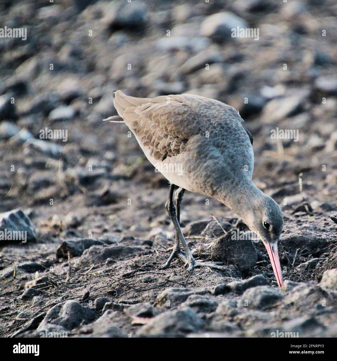A view of a Bar Tailed Godwit Stock Photo - Alamy
