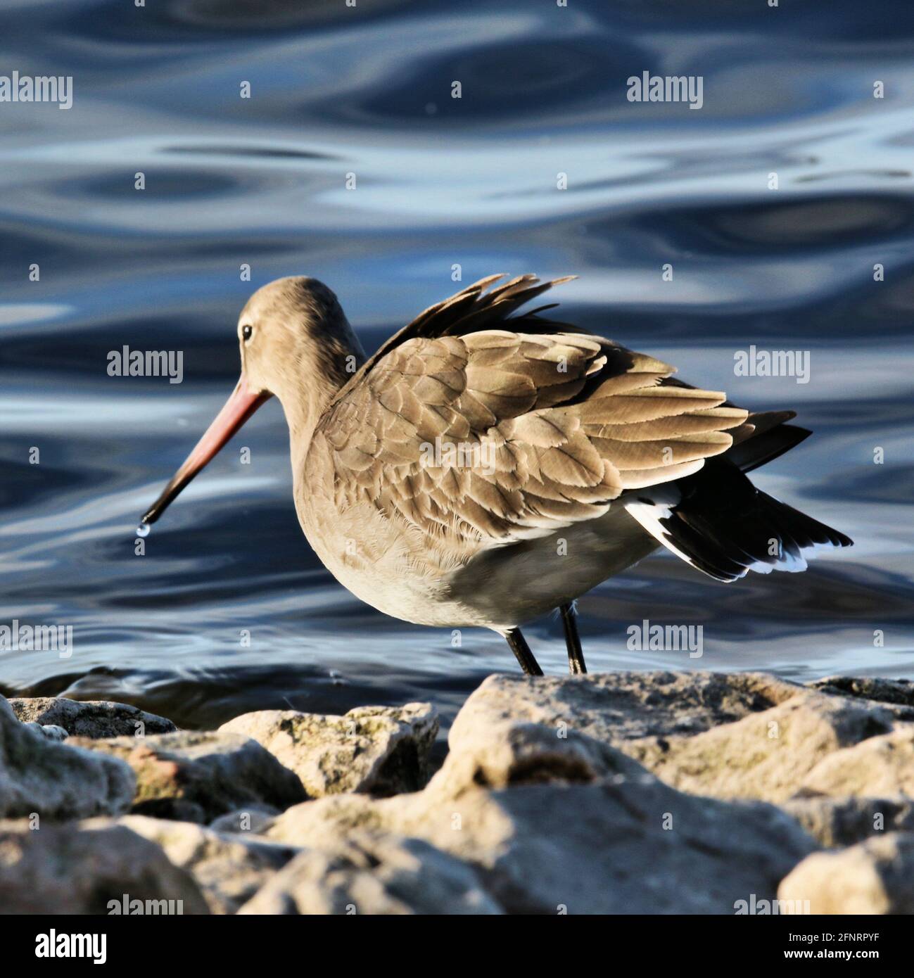 A view of a Bar Tailed Godwit Stock Photo - Alamy