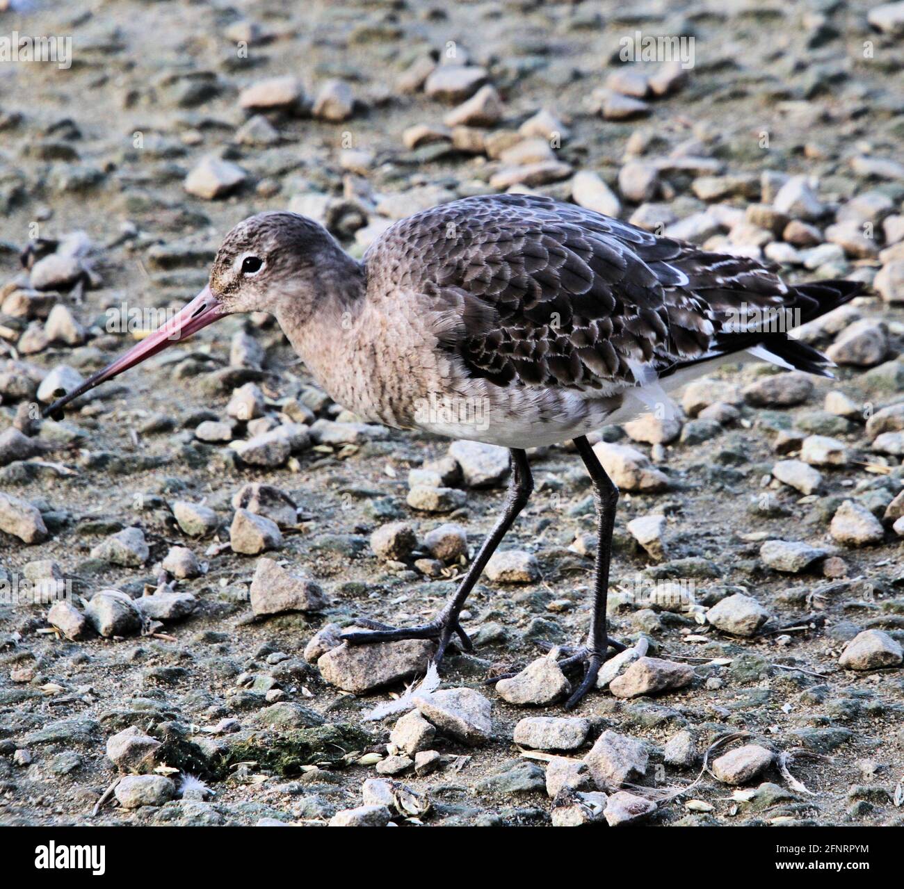 A view of a Bar Tailed Godwit Stock Photo - Alamy