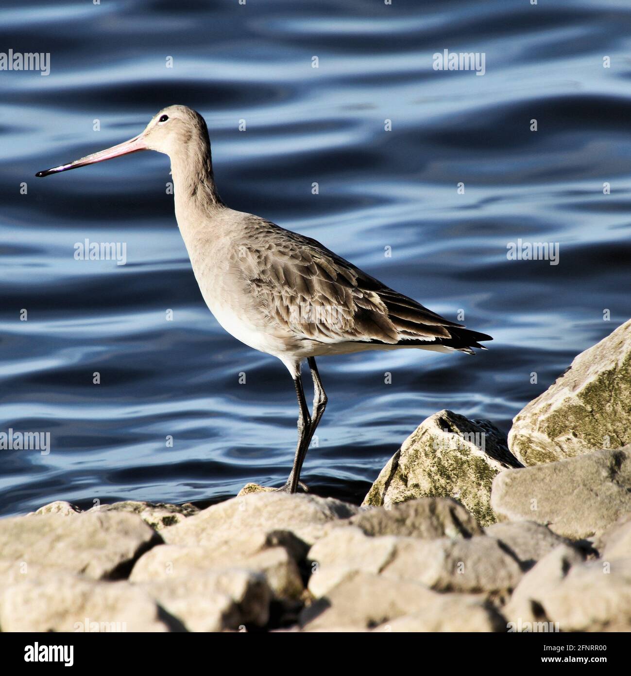 A view of a Bar Tailed Godwit Stock Photo - Alamy
