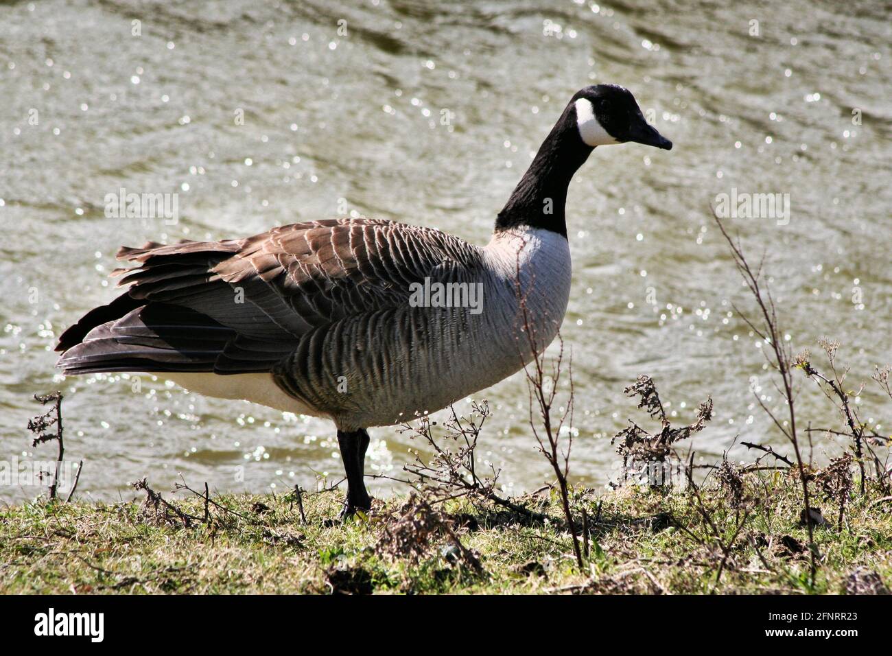 A close up of a Canada Goose Stock Photo - Alamy