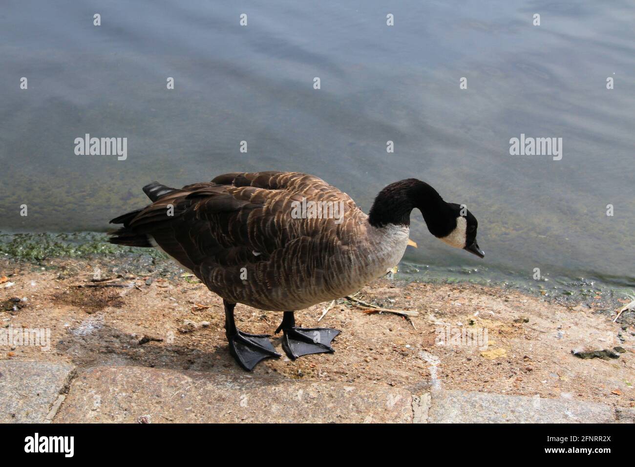 A close up of a Canada Goose Stock Photo - Alamy