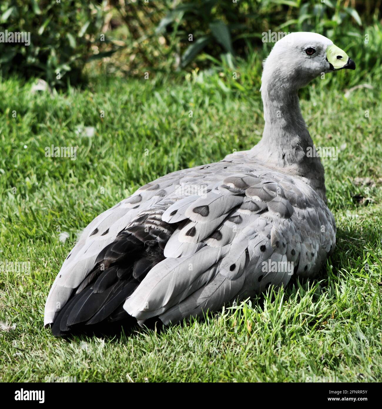 A close up of a Cape Barren Goose Stock Photo - Alamy