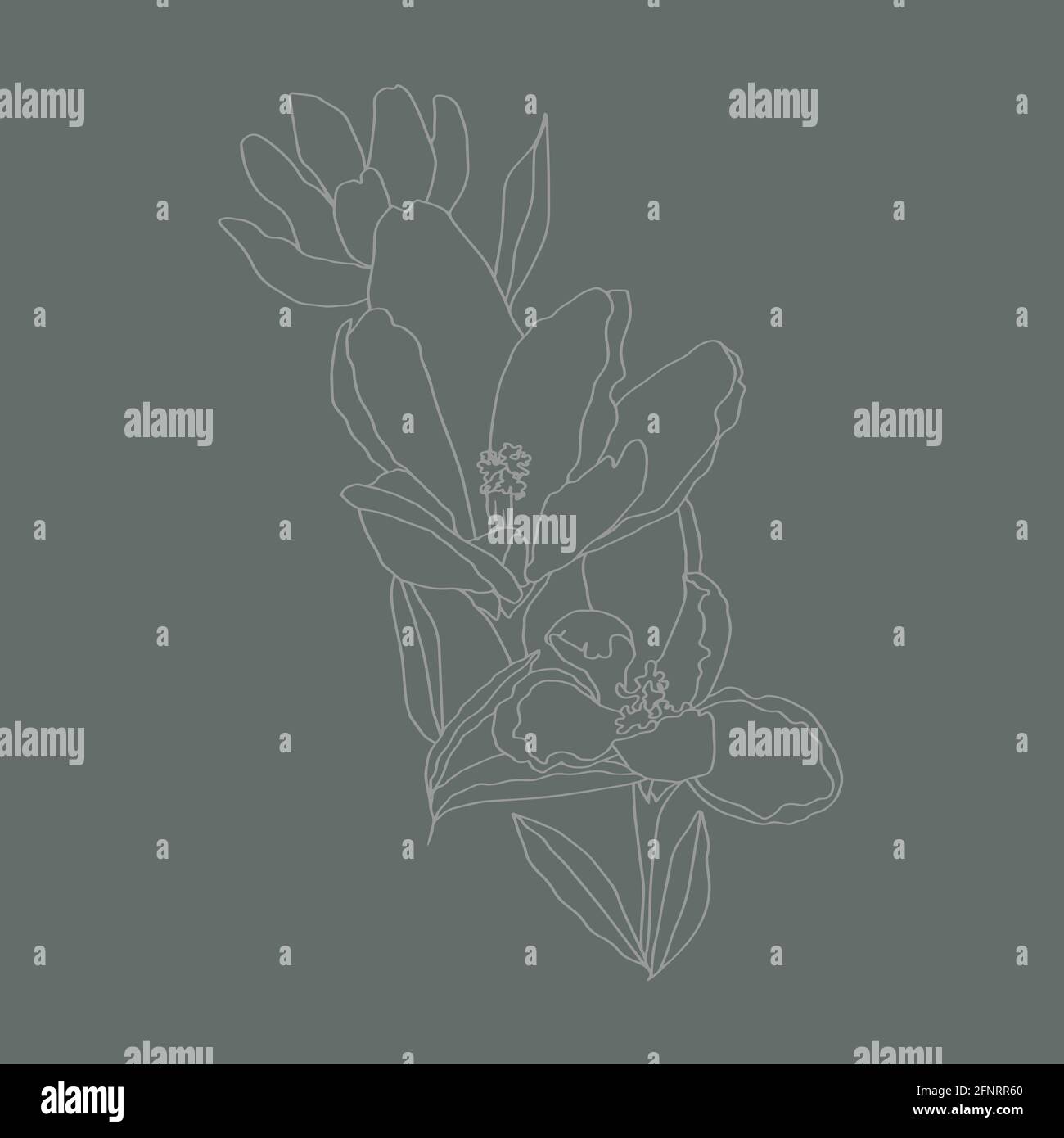 crocuses line art buds flowers with leaves 3 pieces black and white ...