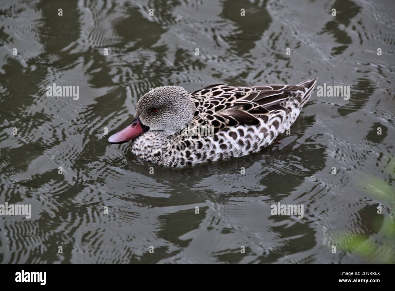 Cape shelduck duck hi-res stock photography and images - Alamy