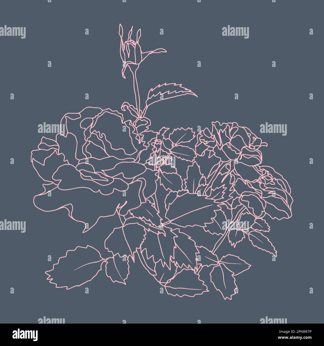 roses open and closed buds with leaves and branches black and white ...