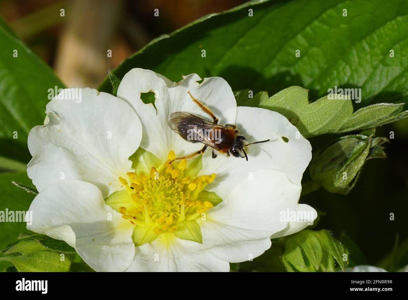 Family andrenidae hi-res stock photography and images - Alamy