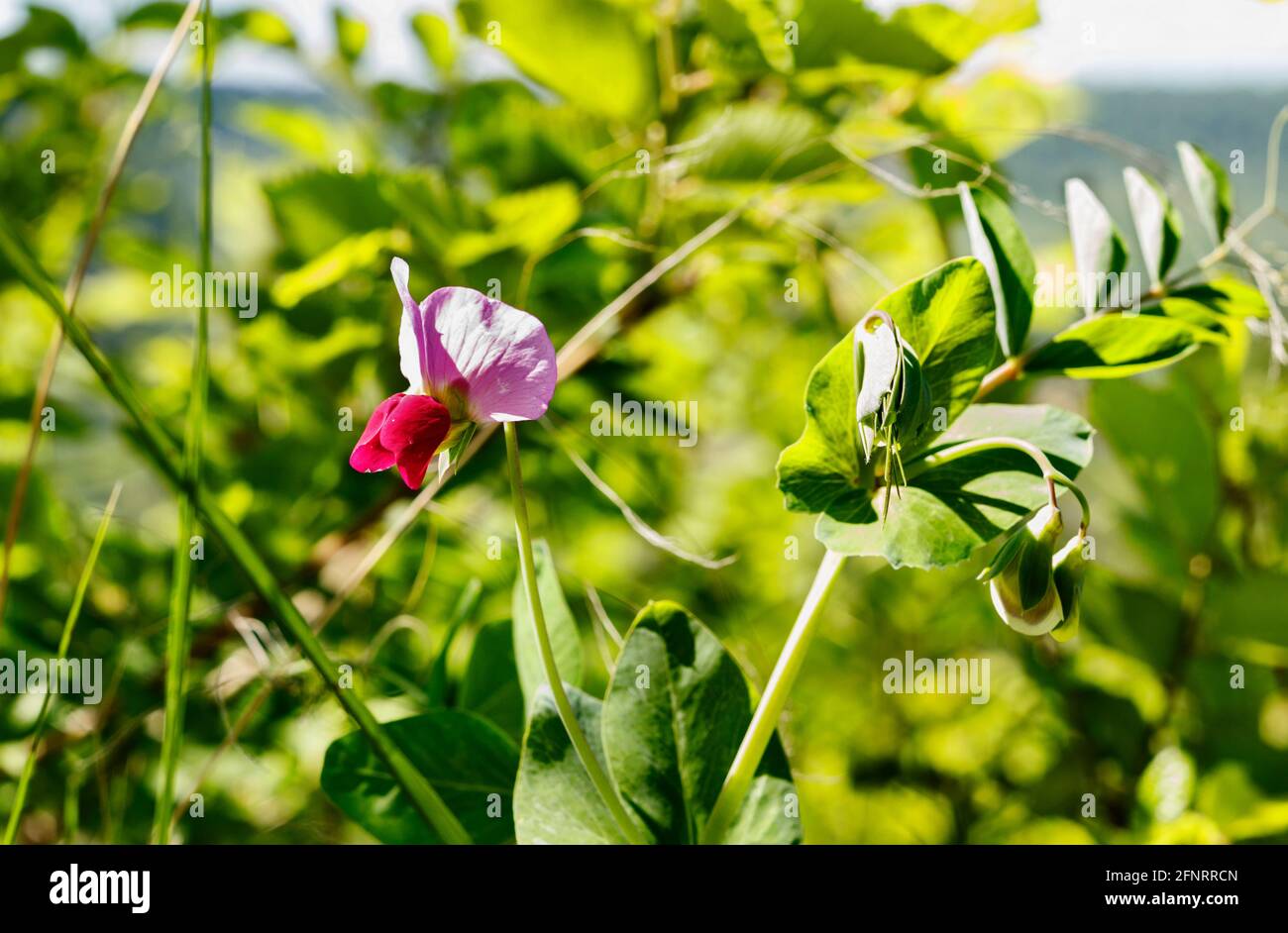 Beautiful red pea flower with pink petals in the meadow , pisum sativum ...