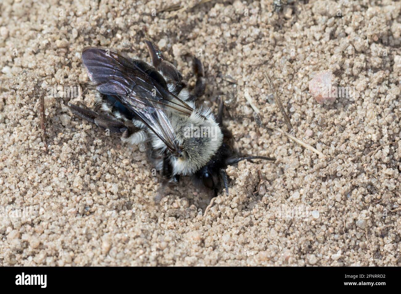 Weiden sandbienen hi-res stock photography and images - Alamy