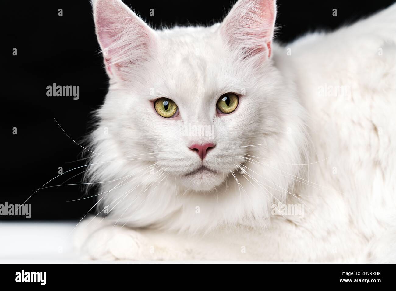 White longhair American Coon Cat. Portrait of beautiful female Maine ...