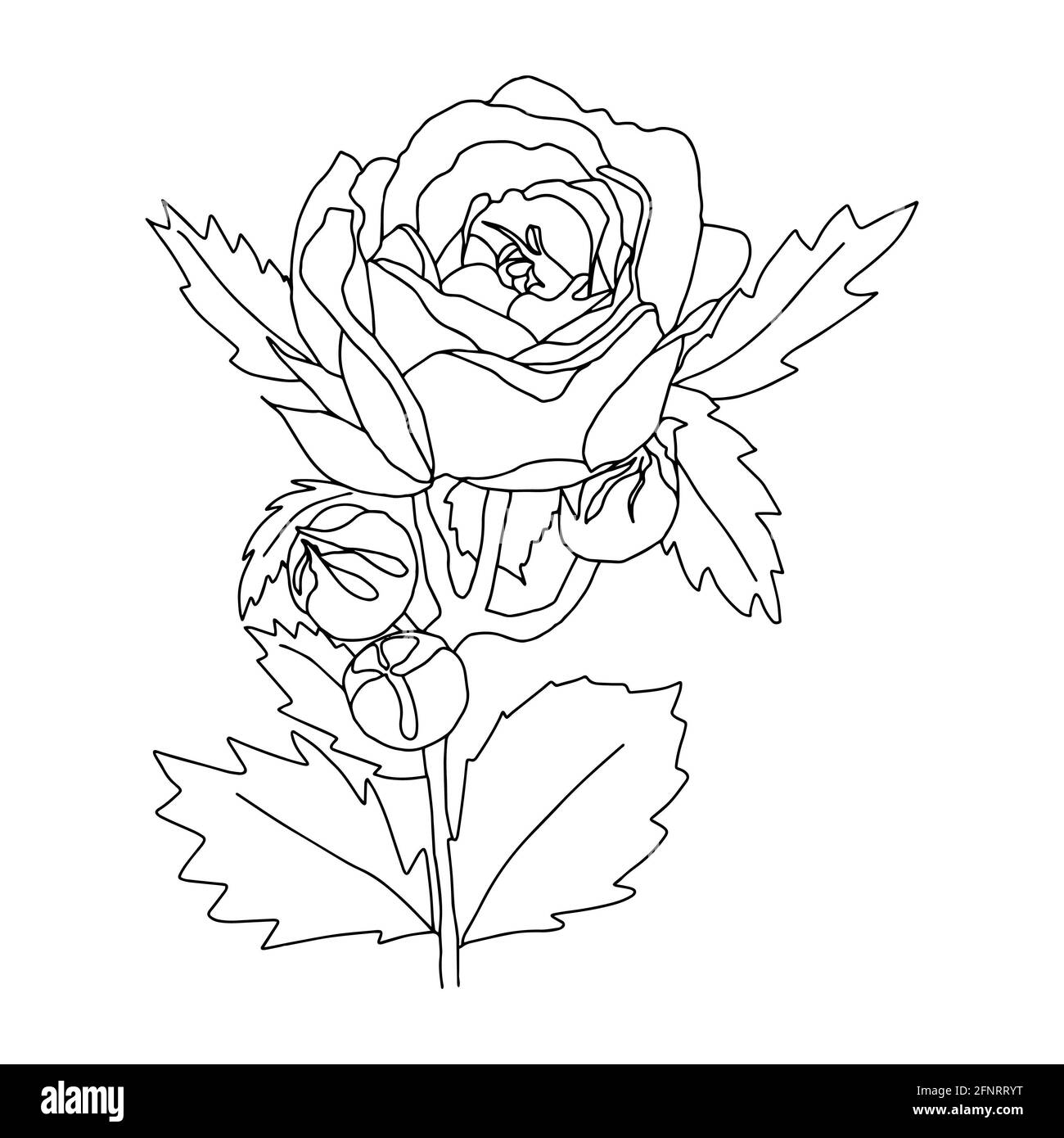 Closed Rose Bud Drawing