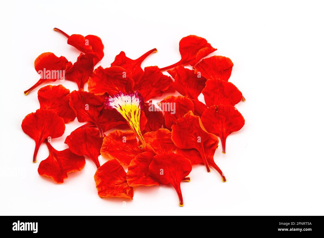 Colorful of Peacock's Crest leaves flowers or Caesalpinia pulcherrima ...