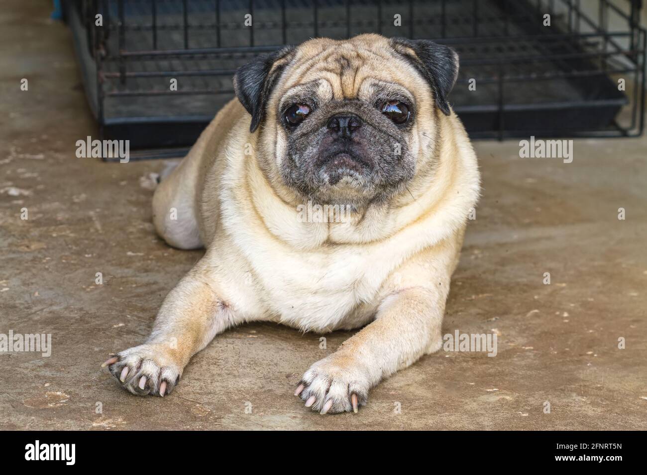 lovely lonely brown pug dog be sitting on floor Stock Photo - Alamy