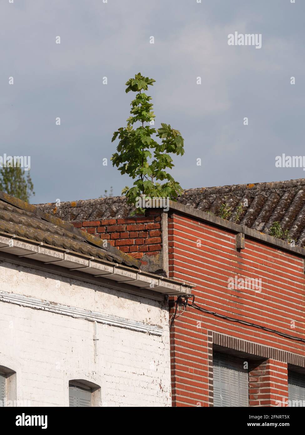 Grass roof facade hi-res stock photography and images - Alamy