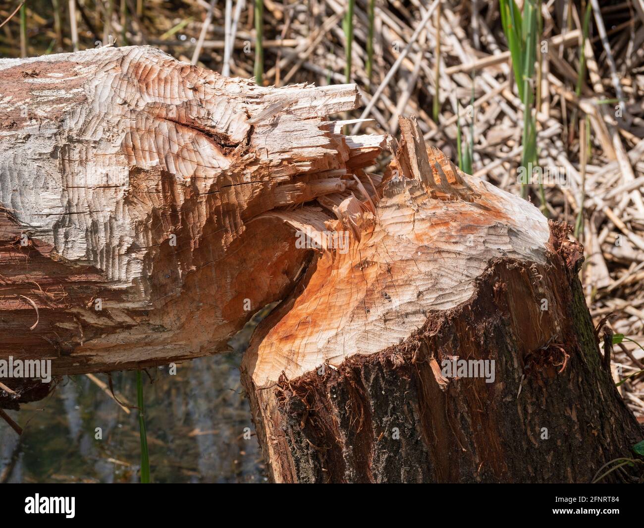Beaver tree chew hi-res stock photography and images - Alamy