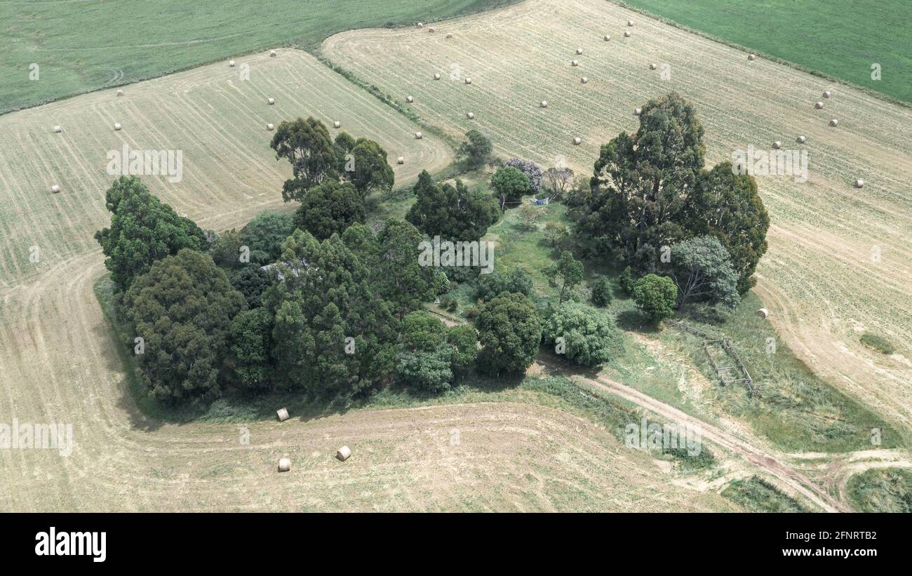 Tree island on the field Stock Photo - Alamy