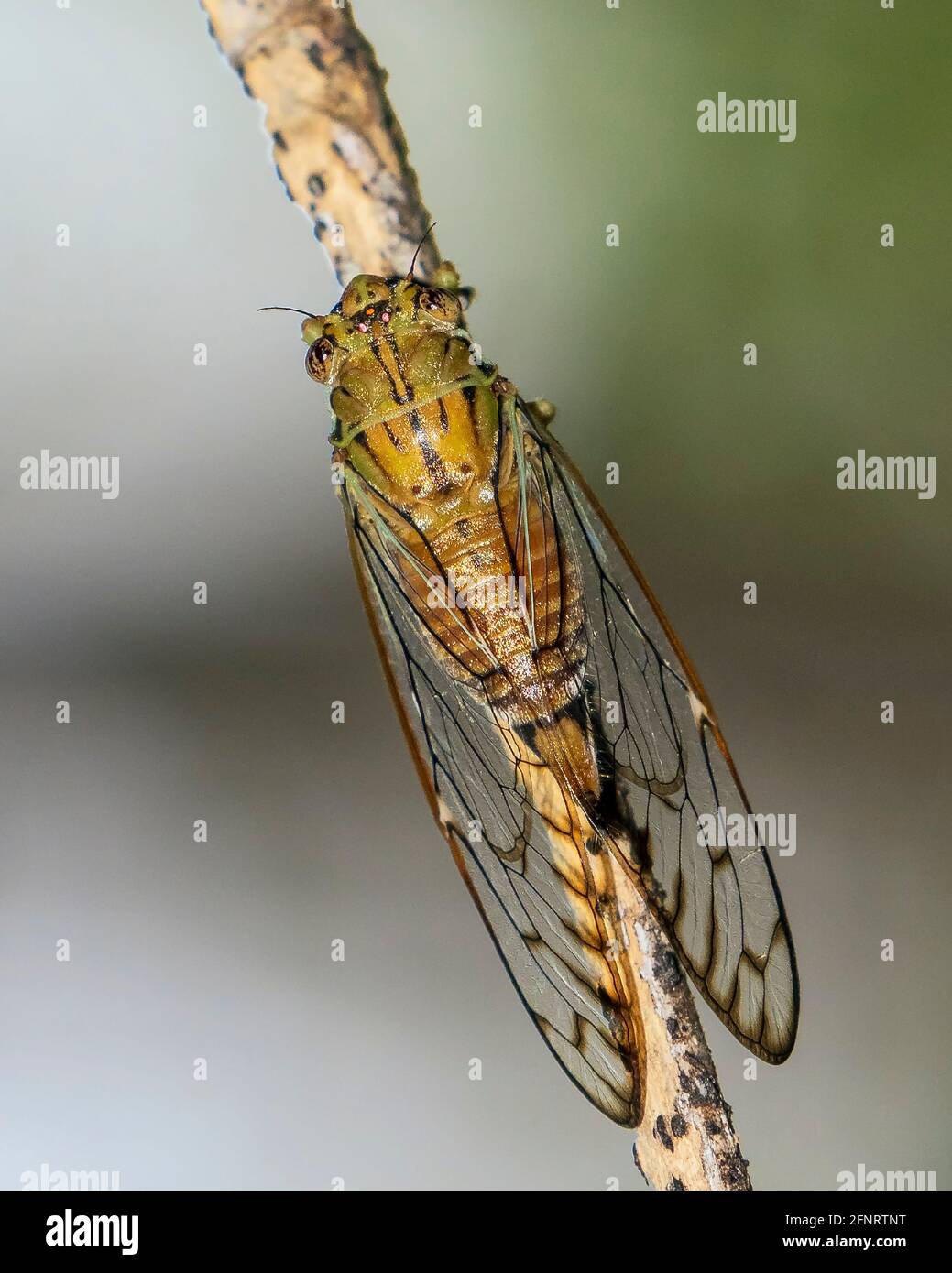 Cicada of thailand hi-res stock photography and images - Alamy