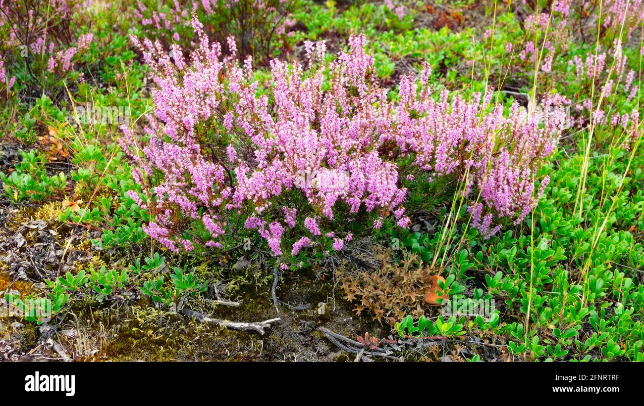 Dry idle land and mass flowering of pink Heather. Common Heather, Erica ...