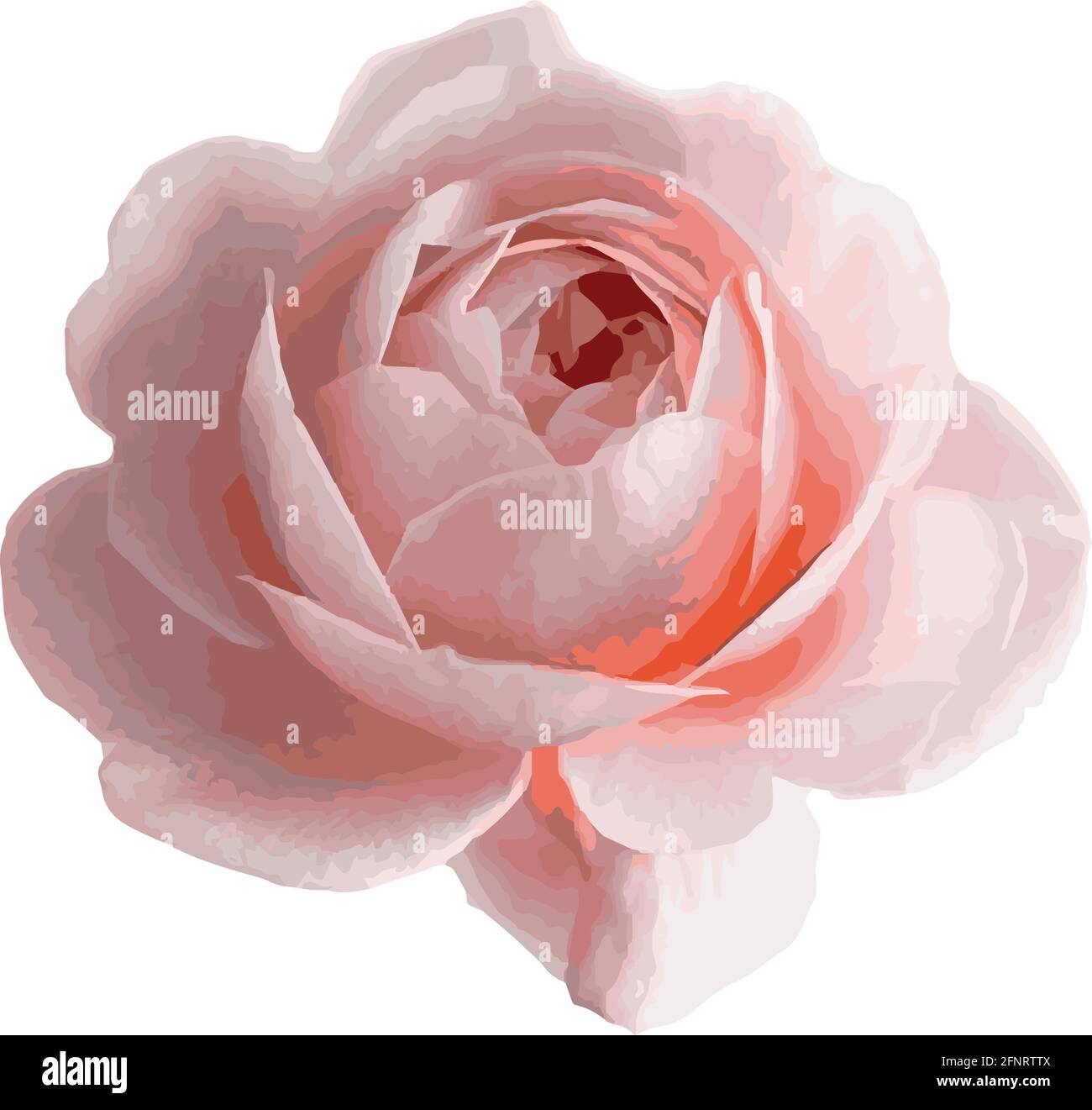 ranunculus is a realistic, floral element. peony bud, flowers for the ...