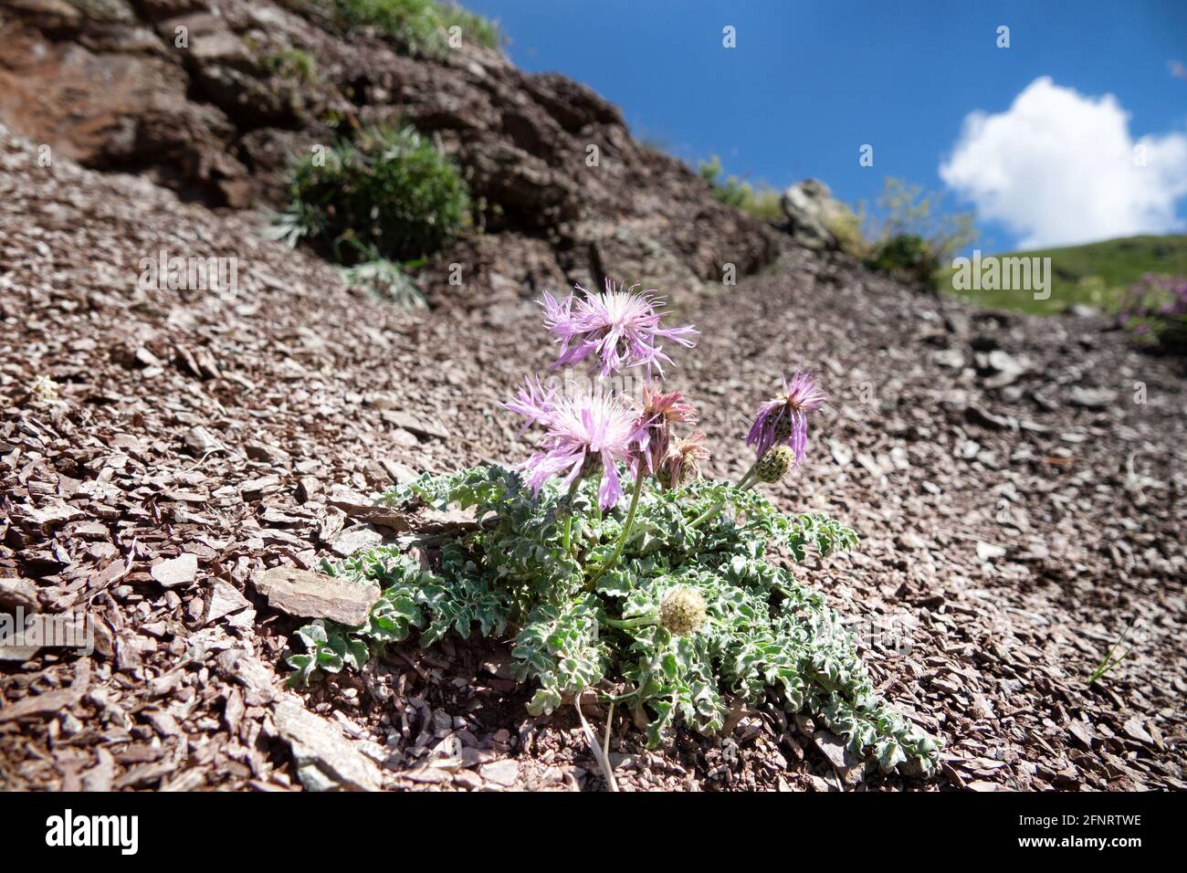 Persian cornflower, whitewash cornflower (Centaurea dealbata) on the ...