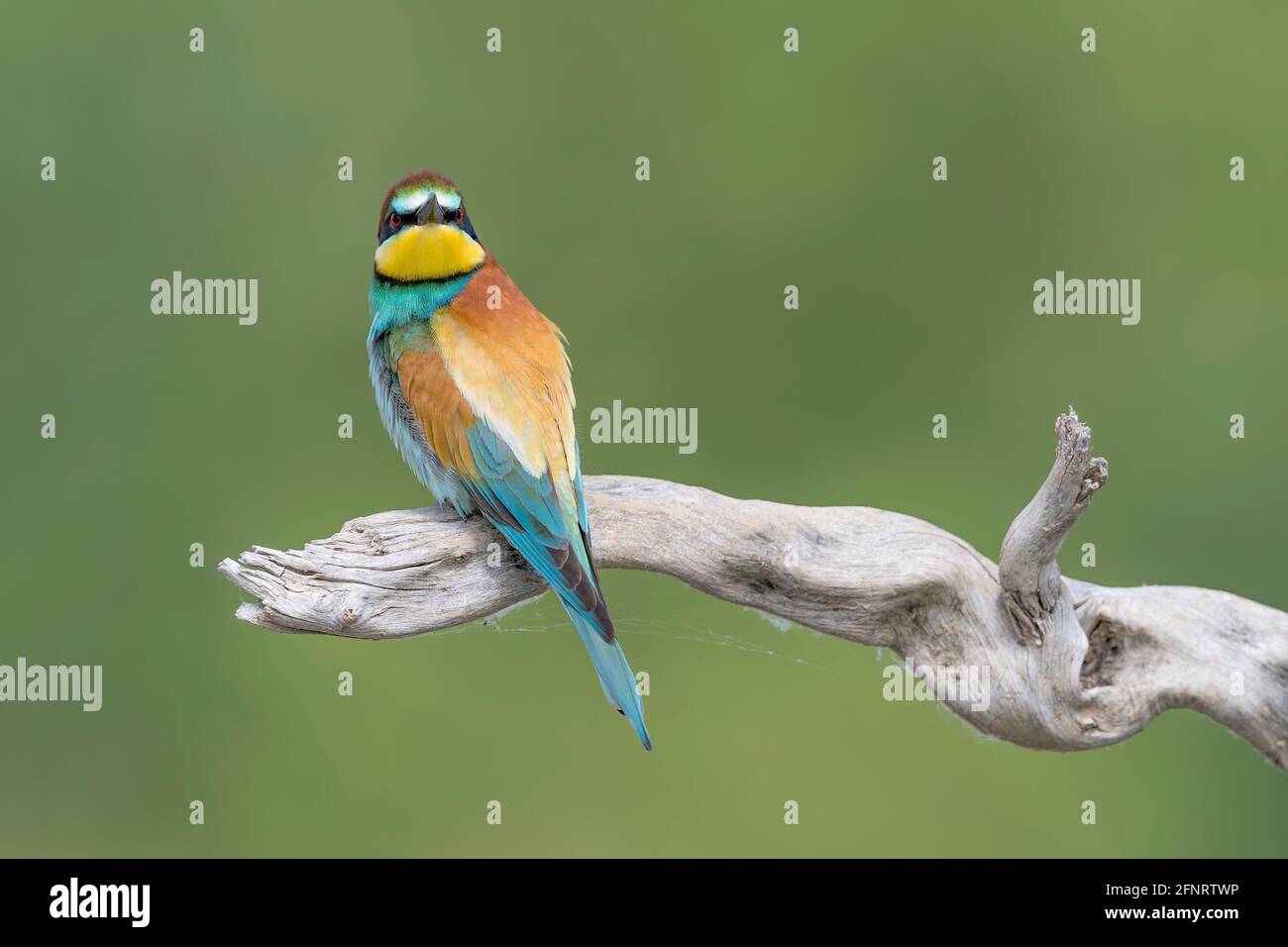 Fine art portrait of Bee eater male at sunrise (Merops apiaster Stock ...