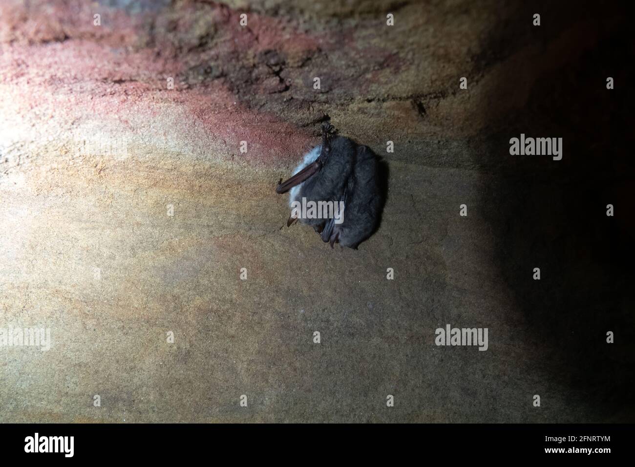 Wintering (hibernation) of bats in quarries of north-eastern Europe ...