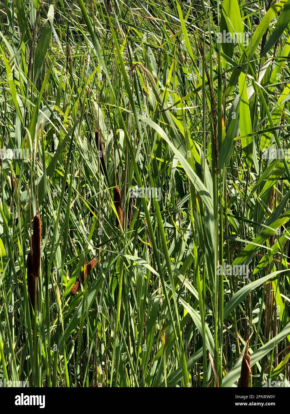 Background photo of tall green grass in summer Stock Photo - Alamy