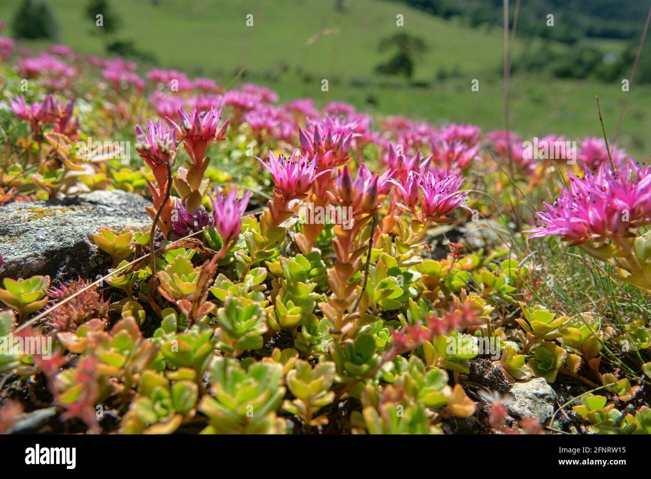 Caucasian stonecrop, Two-row stonecrop (Sedum spurium) on the alpine ...