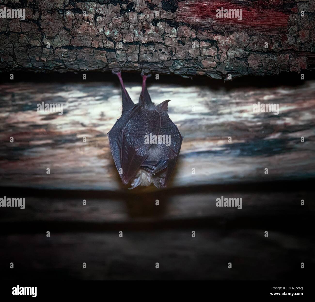 Greater horseshoe bat (Rhinolophus ferrumequinum) under the roof of an ...