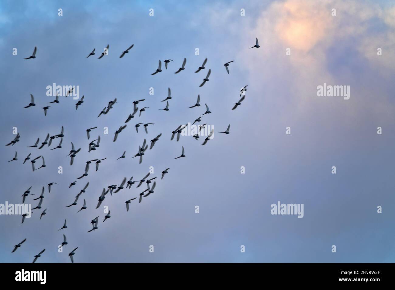 Large flock of pigeons in sky. Bird clusters and birds in flight are ...