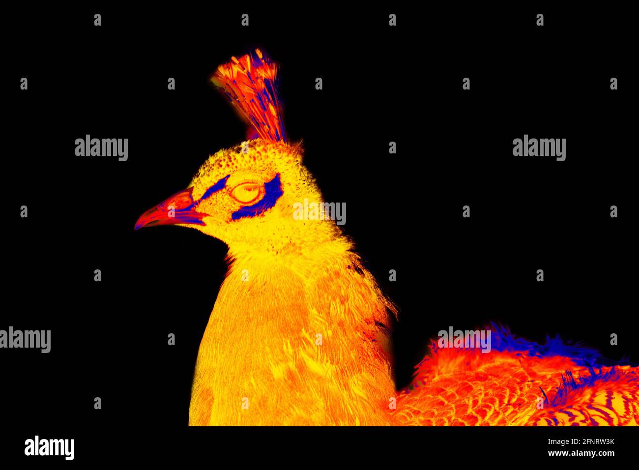 Thermo detector hi-res stock photography and images - Alamy