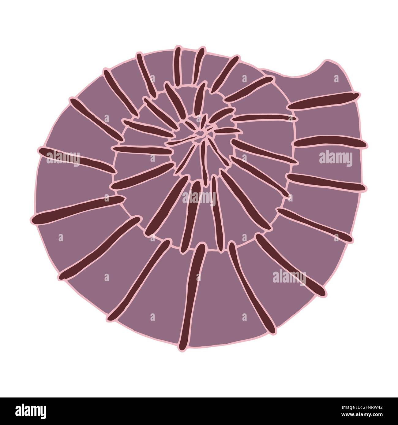 seashell sea vector isolated hand drawing sketch pink Stock Photo - Alamy