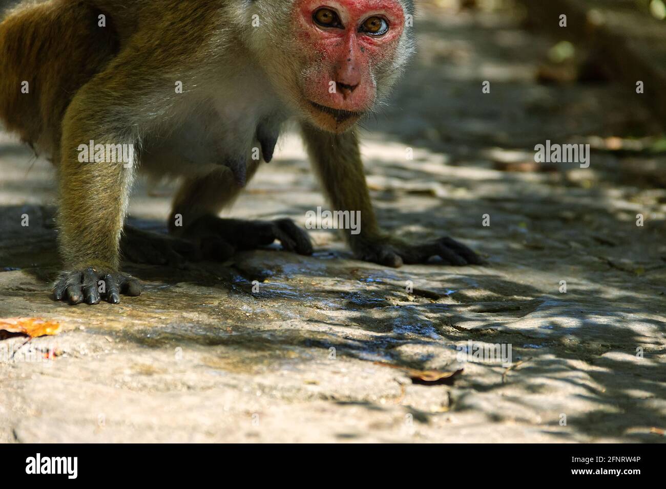Female Bonnet Macaque Monkey High Resolution Stock Photography and ...